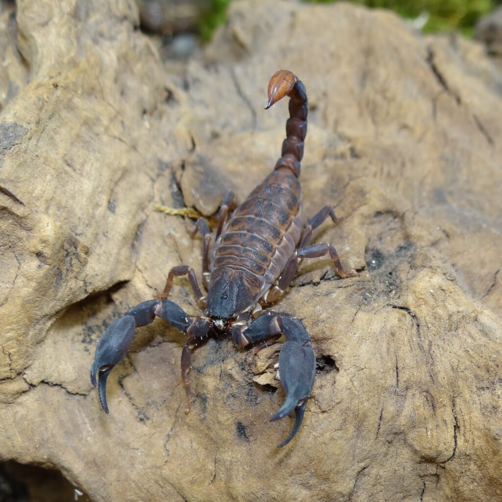 Ptaszniki - Sklep terrarystyczny - Spiders Laboratory